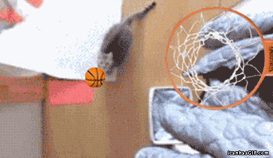 LeBron James Cat : r/gifs